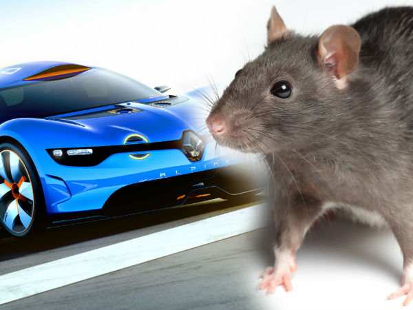 How to Protect Car From Rats? - Malayalam DriveSpark